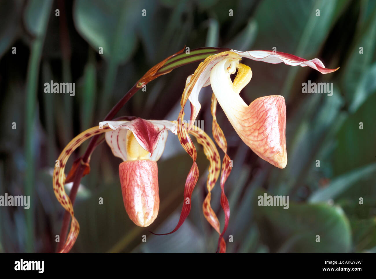 Paphiopedilum stonei hi-res stock photography and images - Alamy