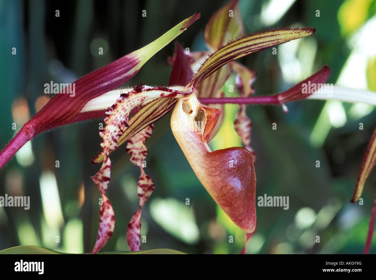 Paphiopedilum sanderianum hi-res stock photography and images - Alamy