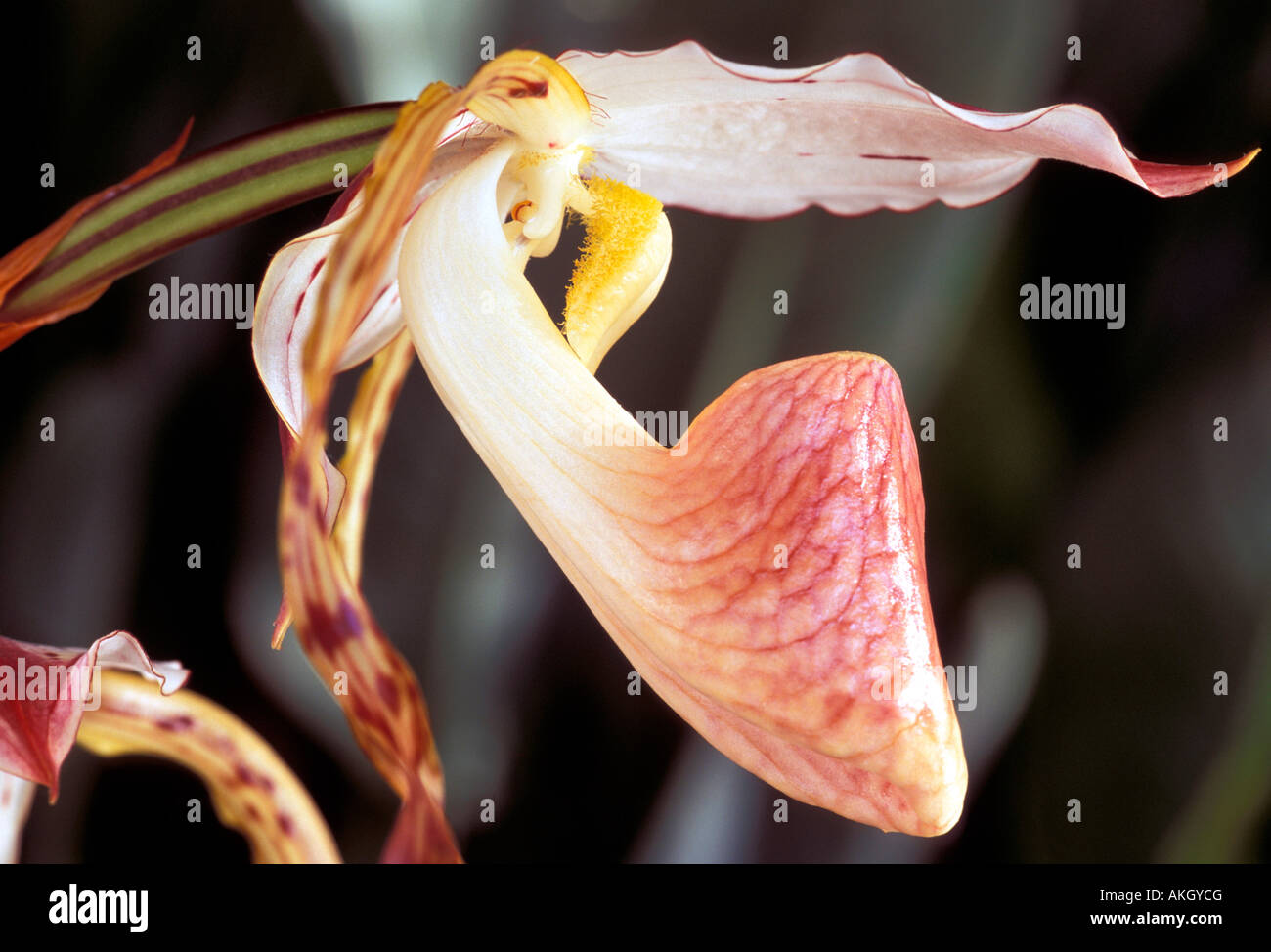 Paphiopedilum stonei hi-res stock photography and images - Alamy