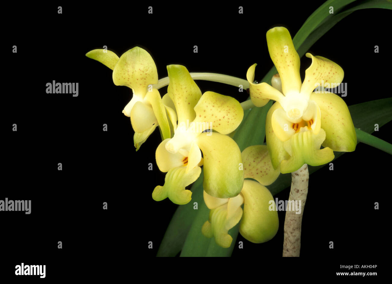 Denisodiana hi-res stock photography and images - Alamy