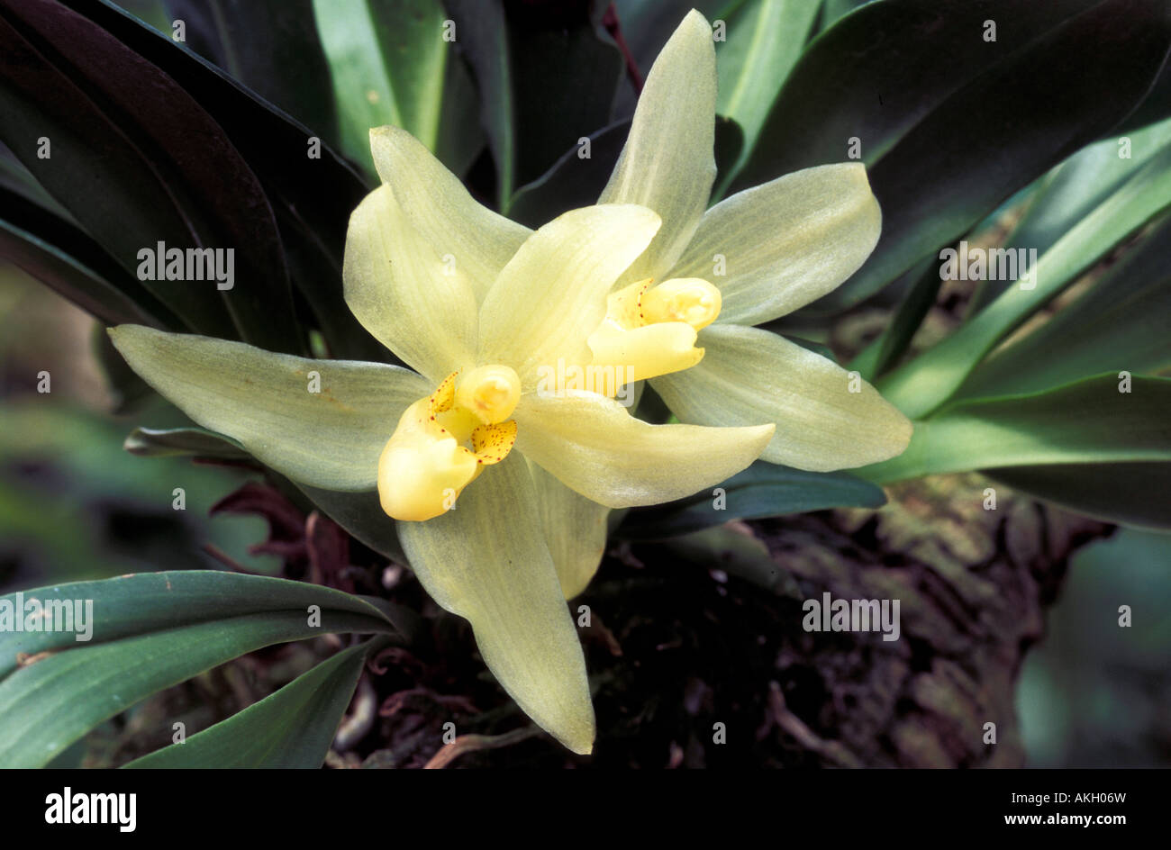 Stenia pallida hi-res stock photography and images - Alamy