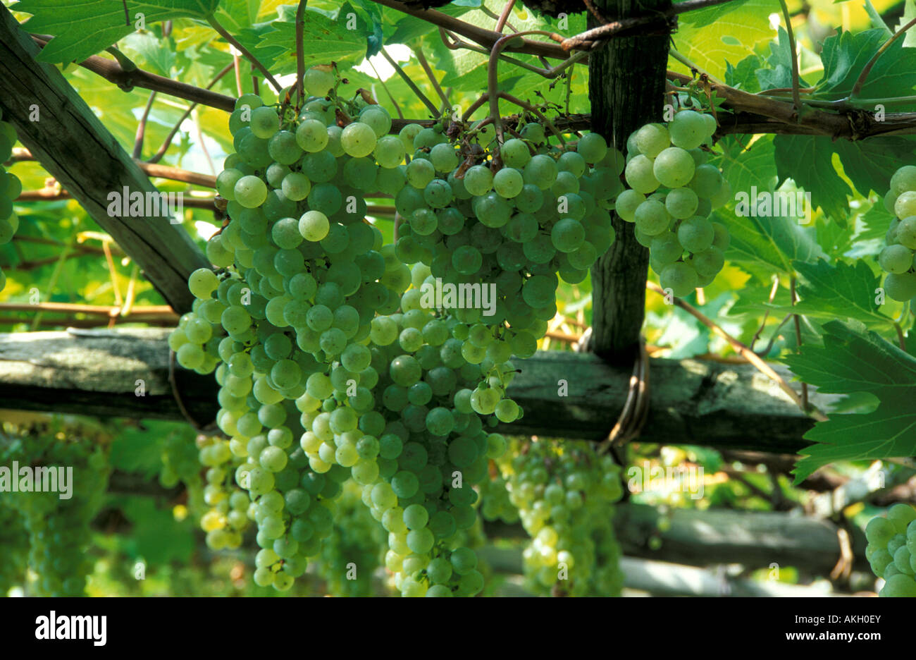 Grapes "Sylvaner", Italy Stock Photo - Alamy