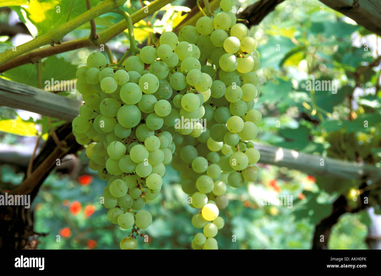 Muller thurgau grapes hi-res stock photography and images - Alamy