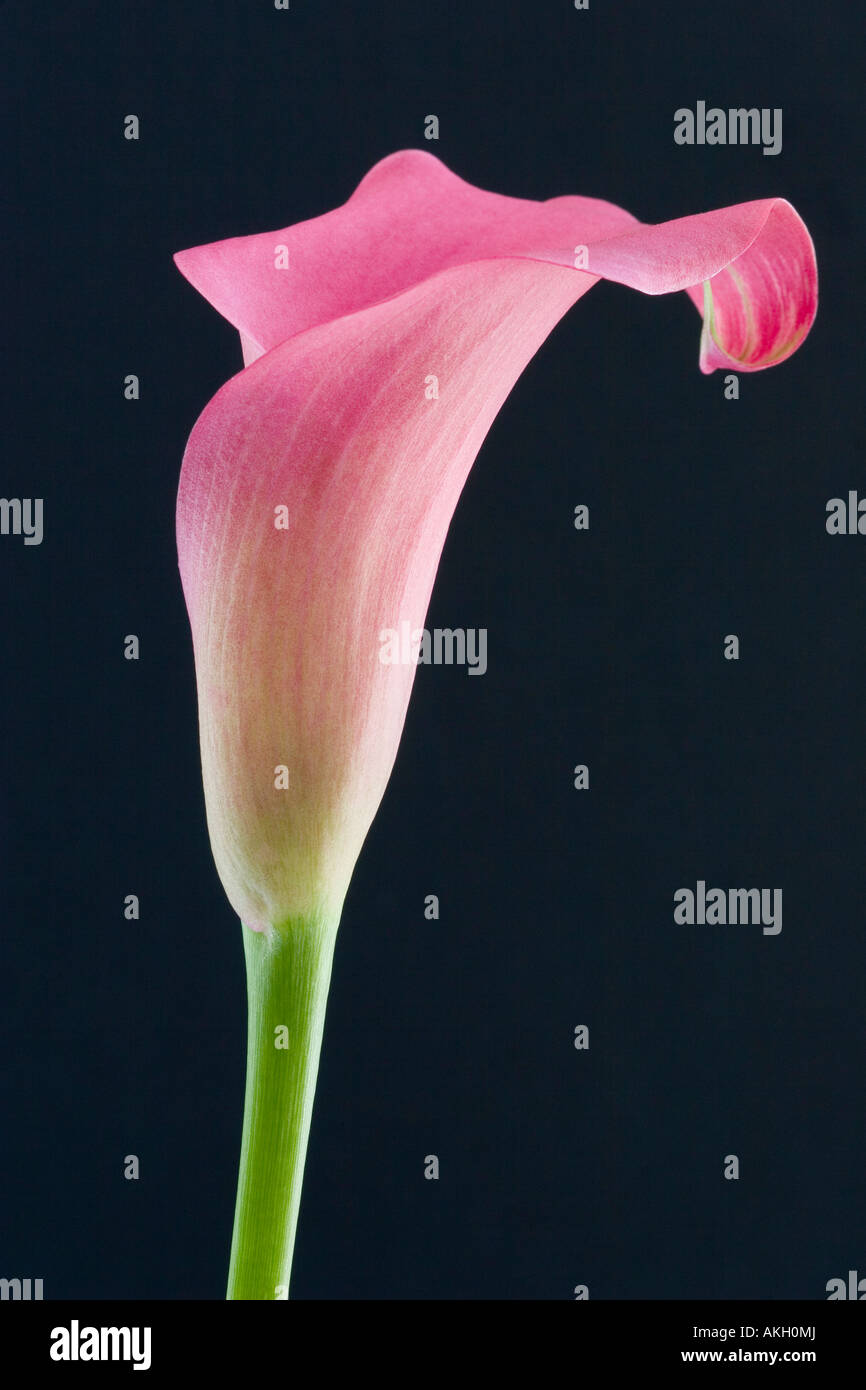 Pink Cala Lily on a black background Stock Photo - Alamy