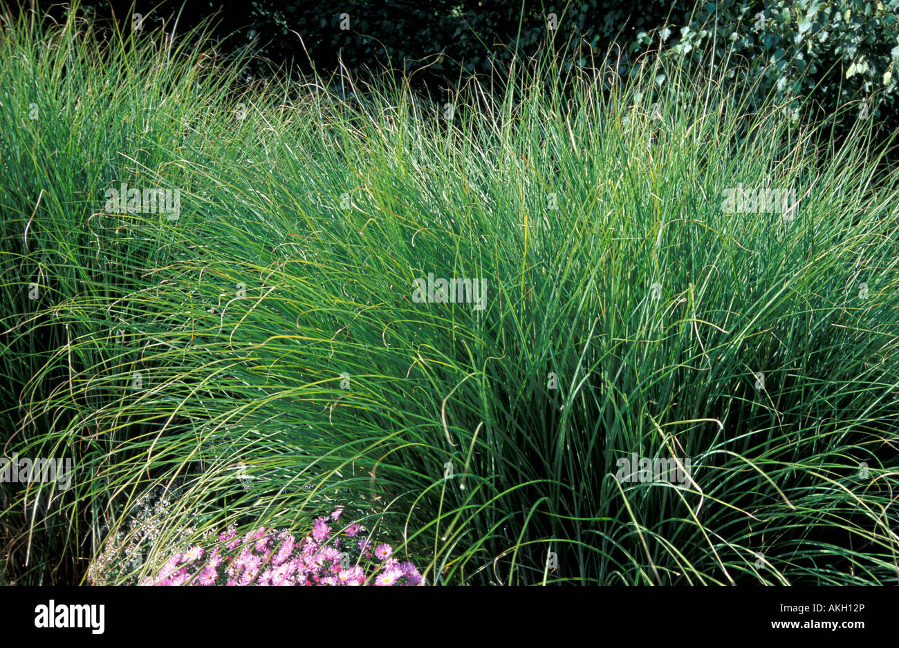 Miscanthus sinensis "Gracillimus Stock Photo - Alamy