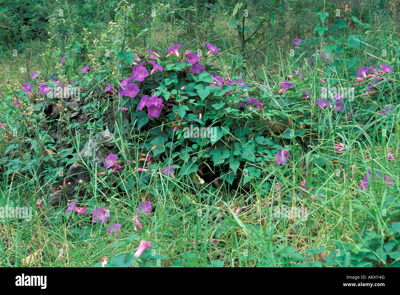 Ipomoea acuminata hi-res stock photography and images - Alamy