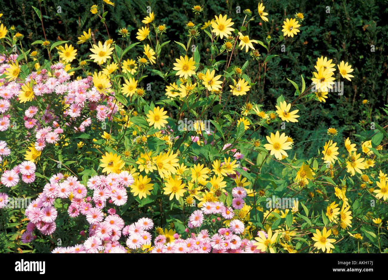 Helianthus "Lemon Queen Stock Photo - Alamy