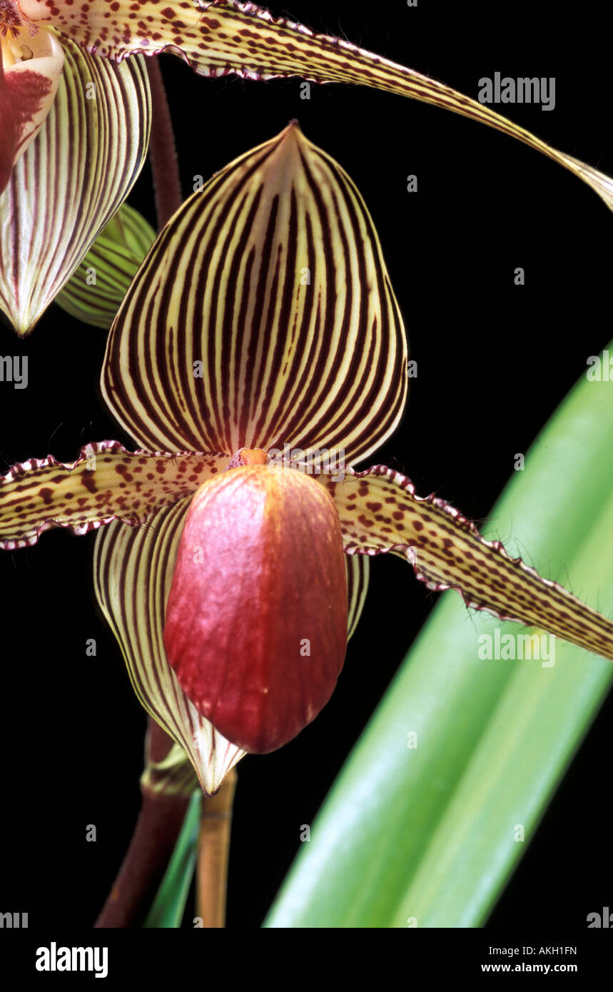 Rothschildianum hi-res stock photography and images - Alamy