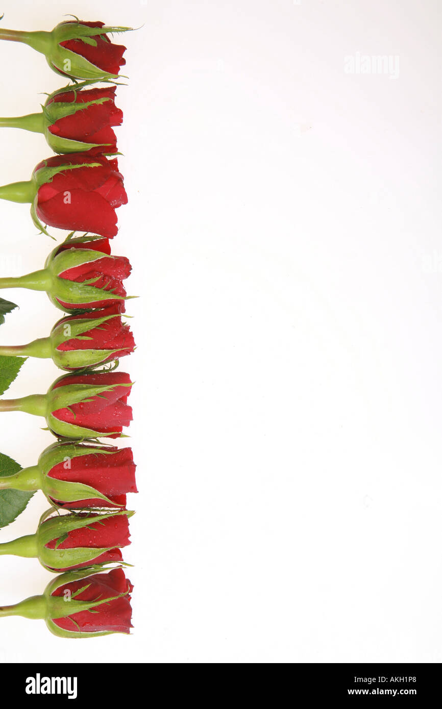 roses in a row with waterdrops on it on a white background Stock Photo ...