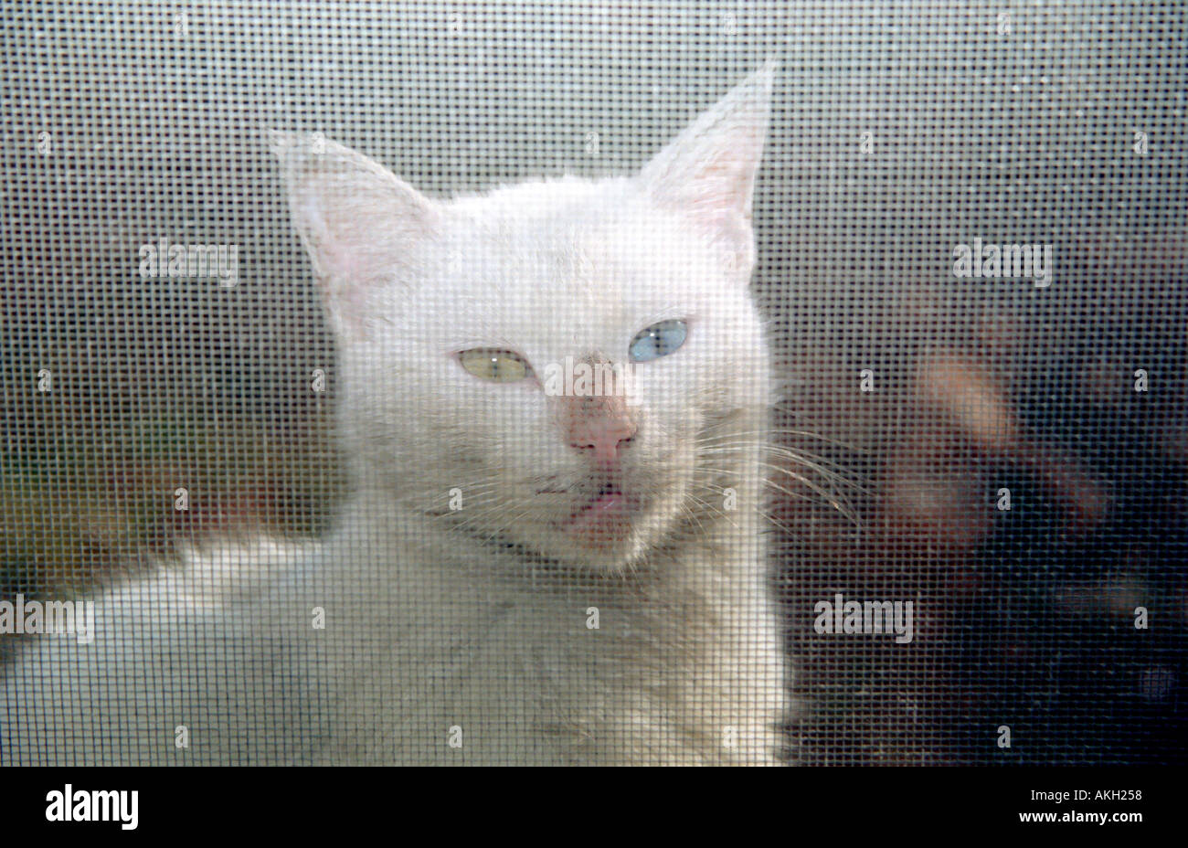 Net Cat 1 Stock Photo - Alamy