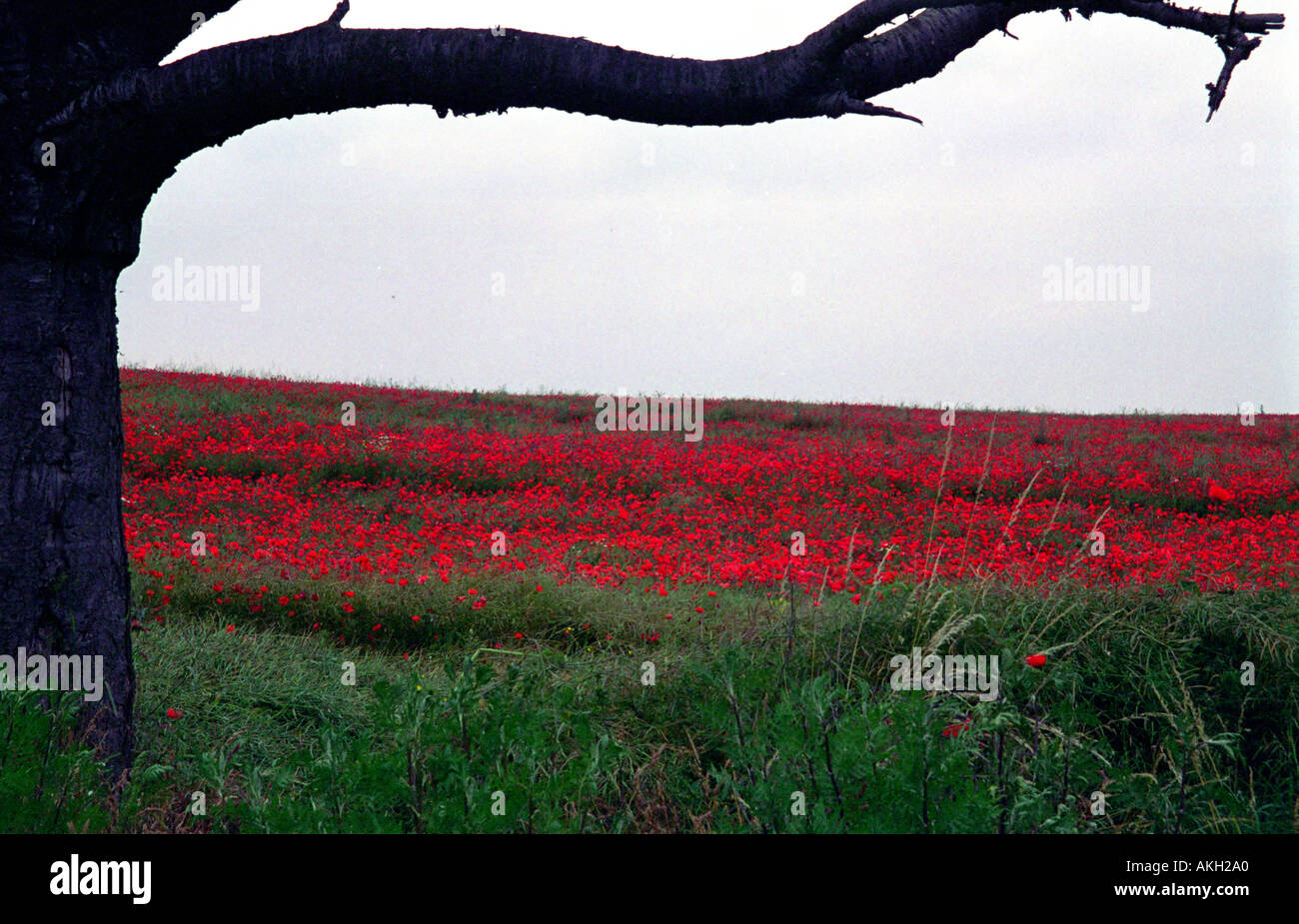 Red Field and Tree 1 Stock Photo - Alamy