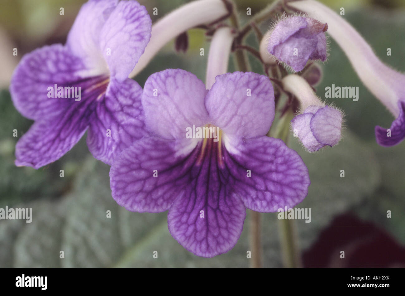 Streptocarpus 'Bethan' AGM (Cape primrose) Close up of purple and lilac ...