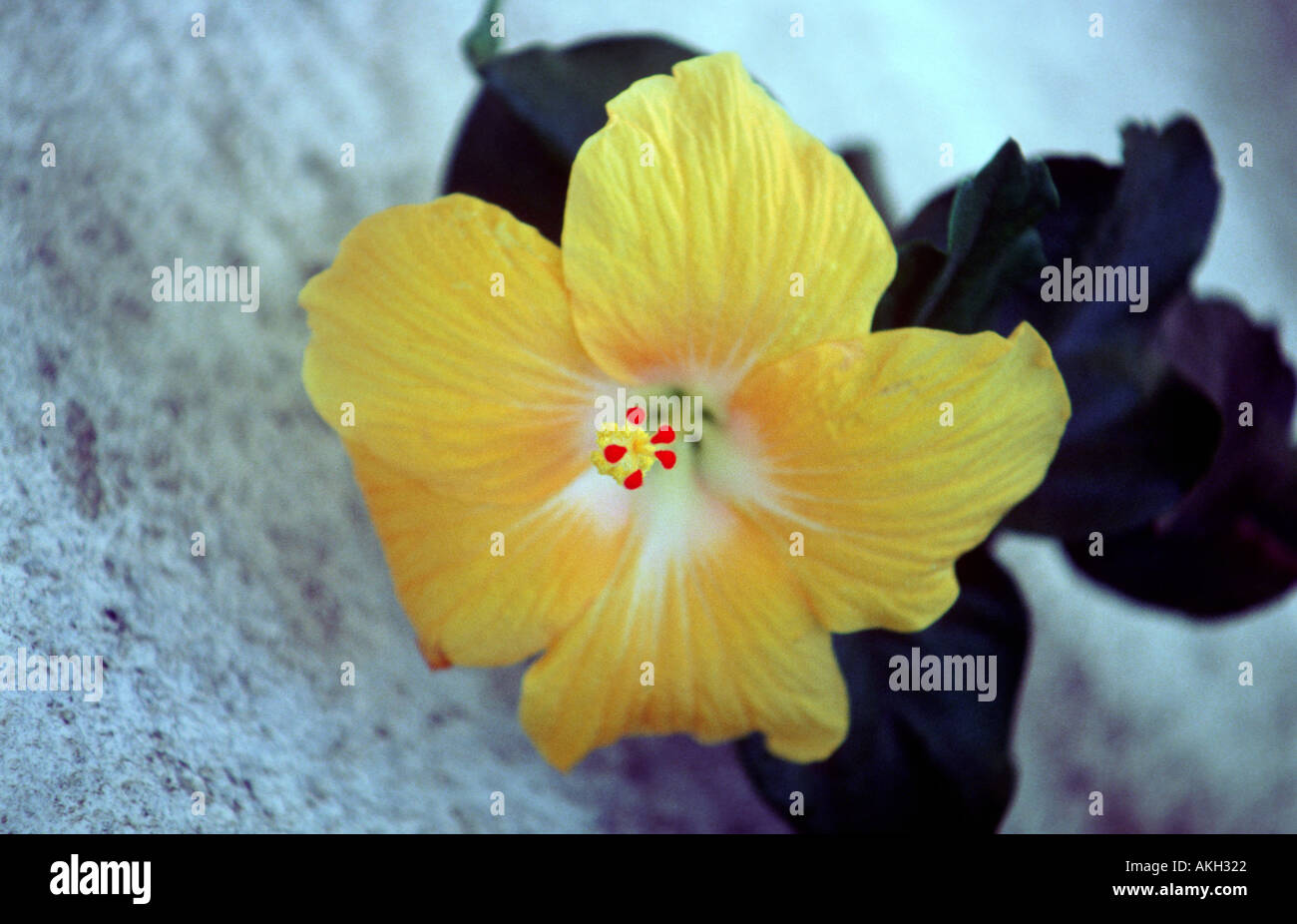 Leave of the corolla of a flower hi-res stock photography and images ...