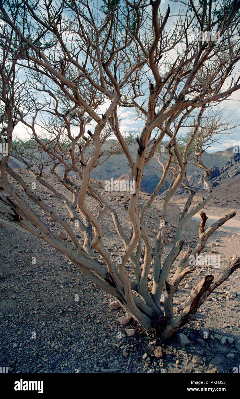 Accacia tree hi-res stock photography and images - Alamy