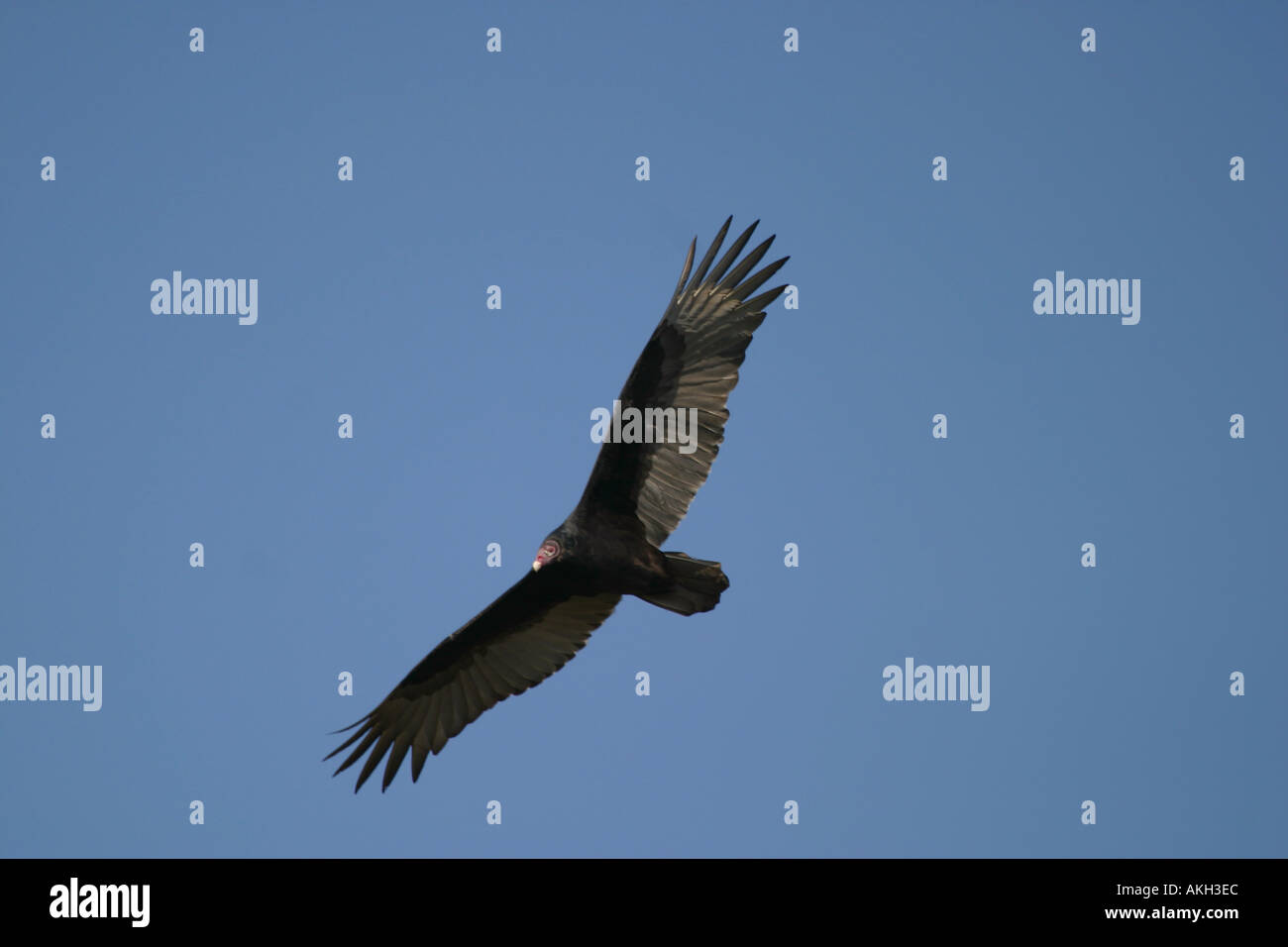 Turkey Vulture soaring in Virginia Stock Photo - Alamy