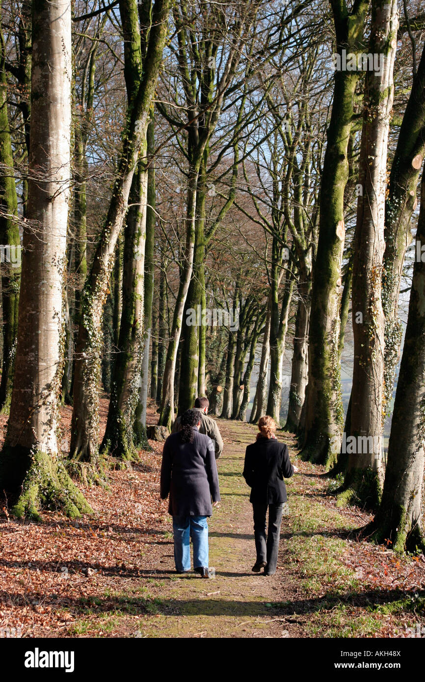 A country walk along an old wooded path in Devon Stock Photo - Alamy
