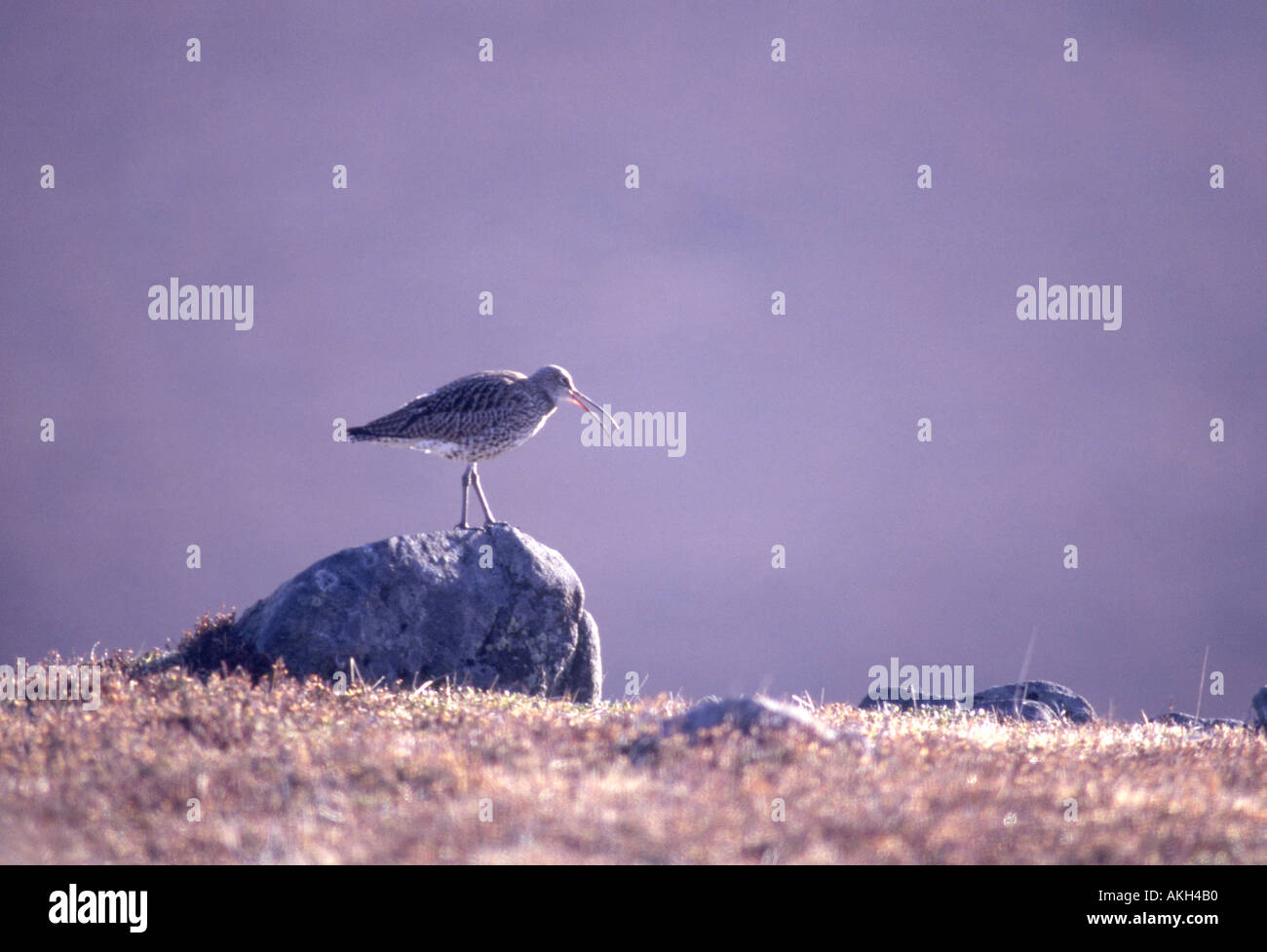 Rock curlew hi-res stock photography and images - Alamy