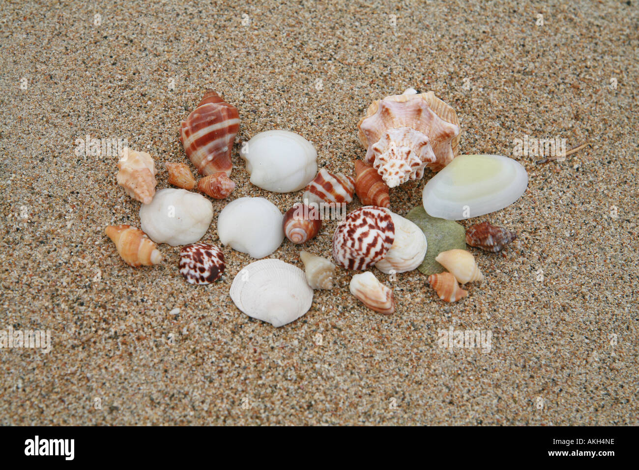 beautiful shells on very nice beach Stock Photo - Alamy