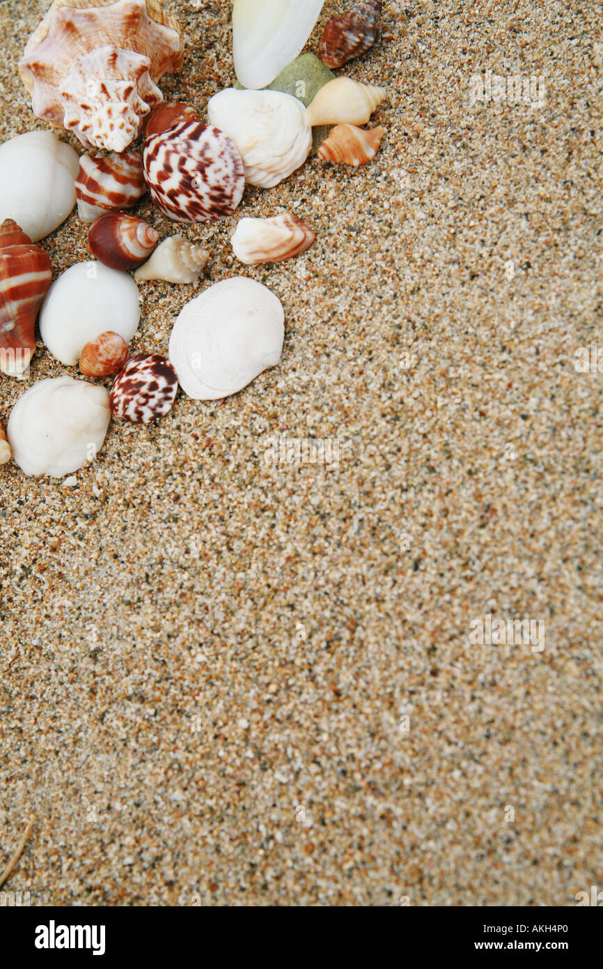 beautiful shells on very nice beach focus in on the shells shallow DOF ...