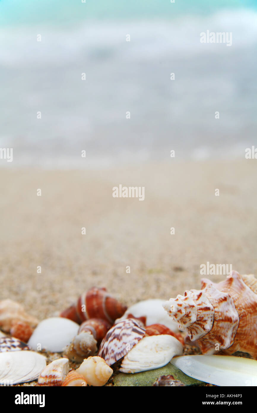 beautiful shells on very nice beach focus in on the shells shallow DOF ...