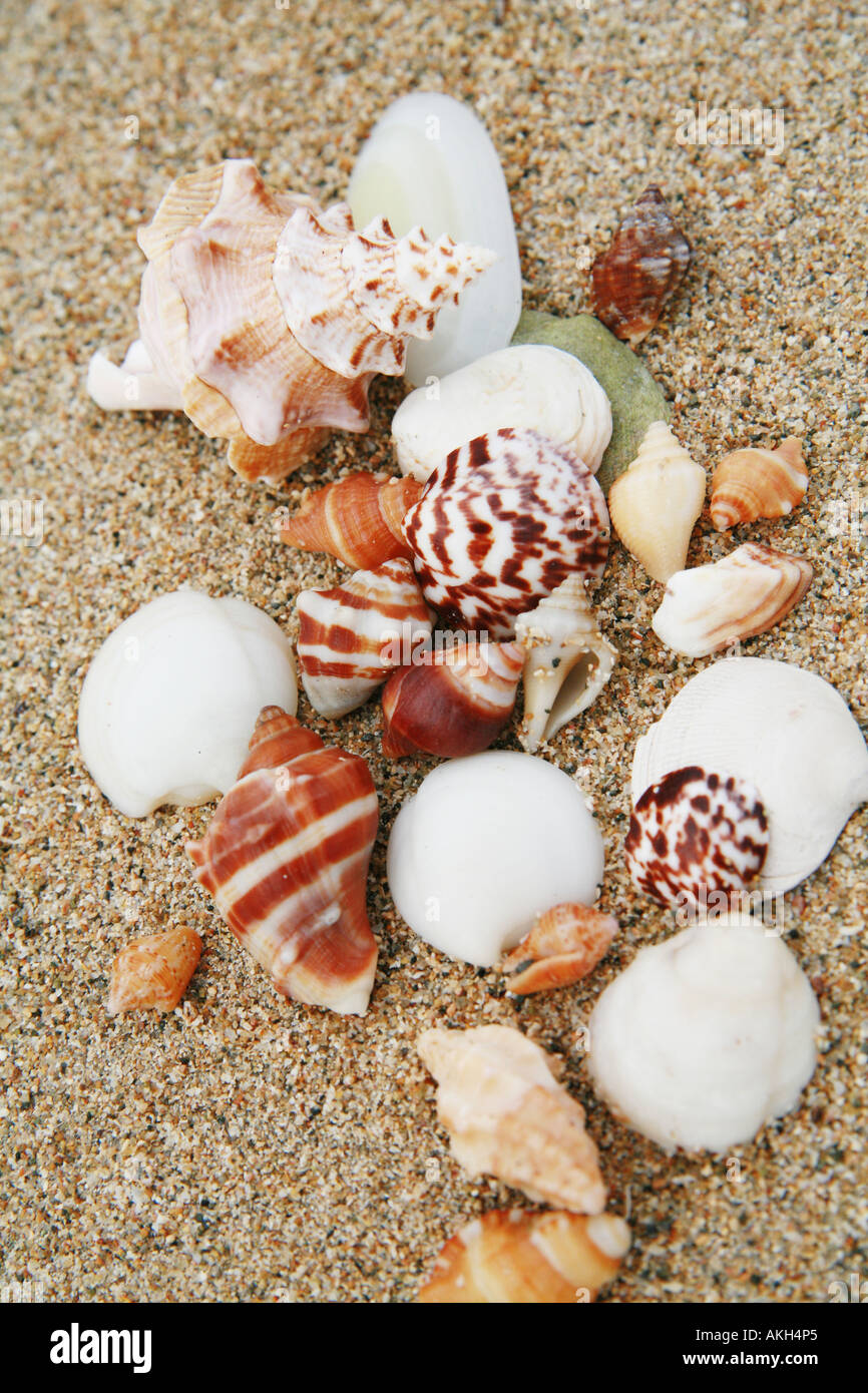 beautiful shells on very nice beach Stock Photo - Alamy