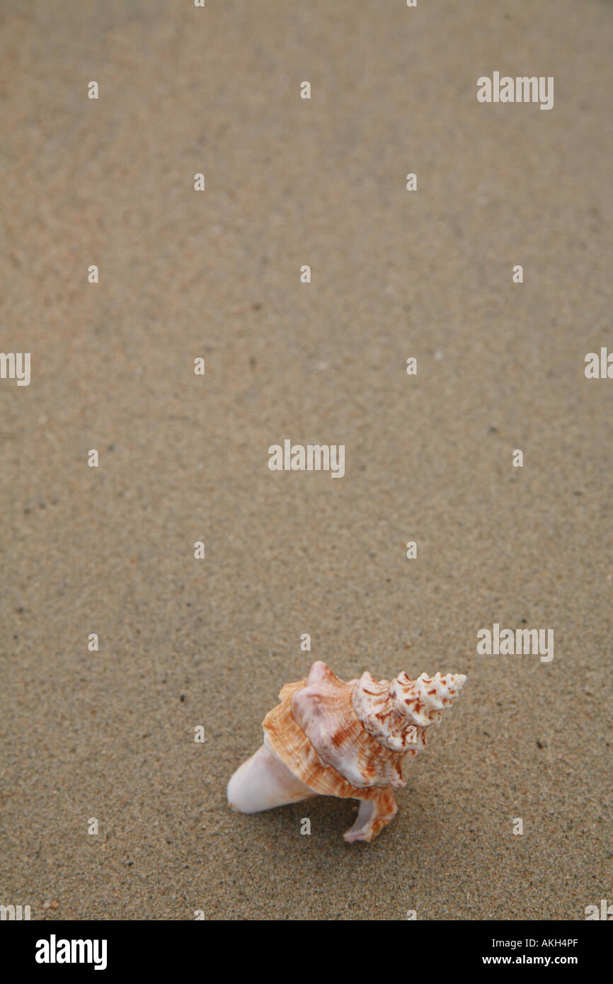 beautiful shells on very nice beach Stock Photo - Alamy