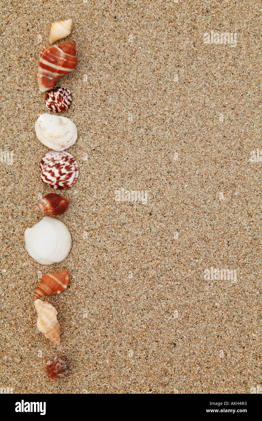 beautiful shells on very nice beach Stock Photo - Alamy