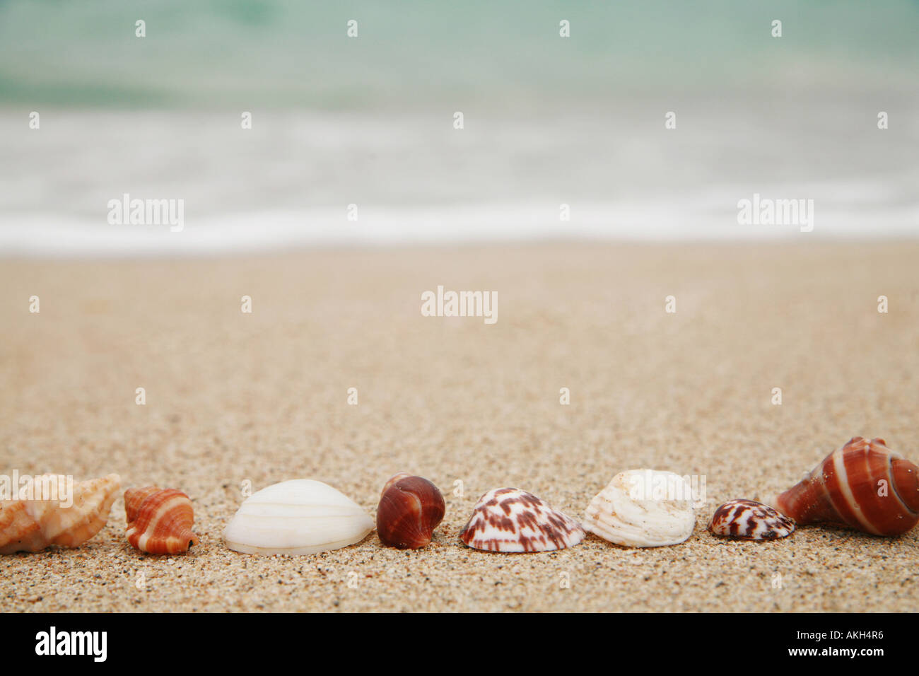 beautiful shells on very nice beach focus in on the shells shallow DOF ...
