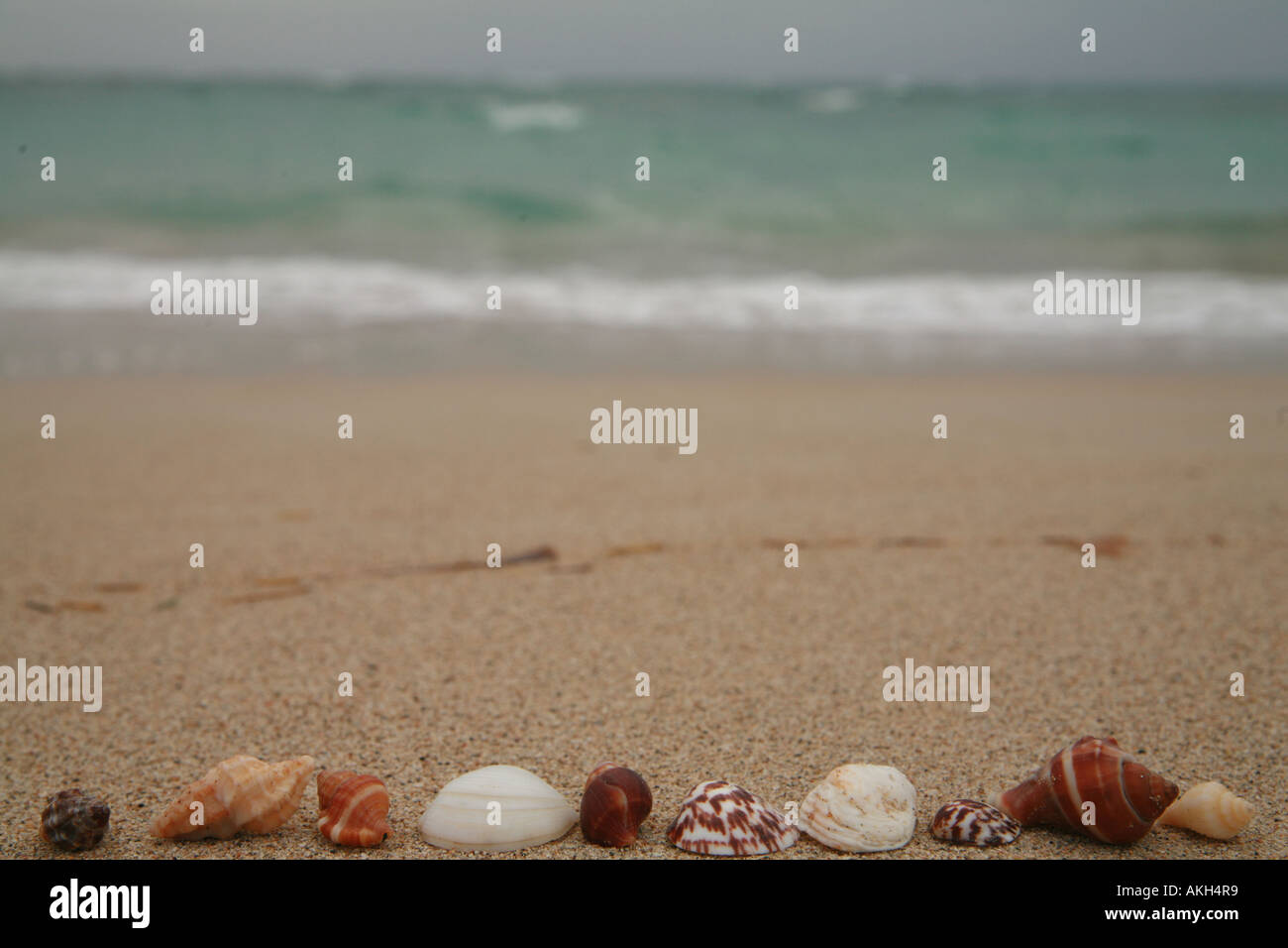 beautiful shells on very nice beach Stock Photo - Alamy