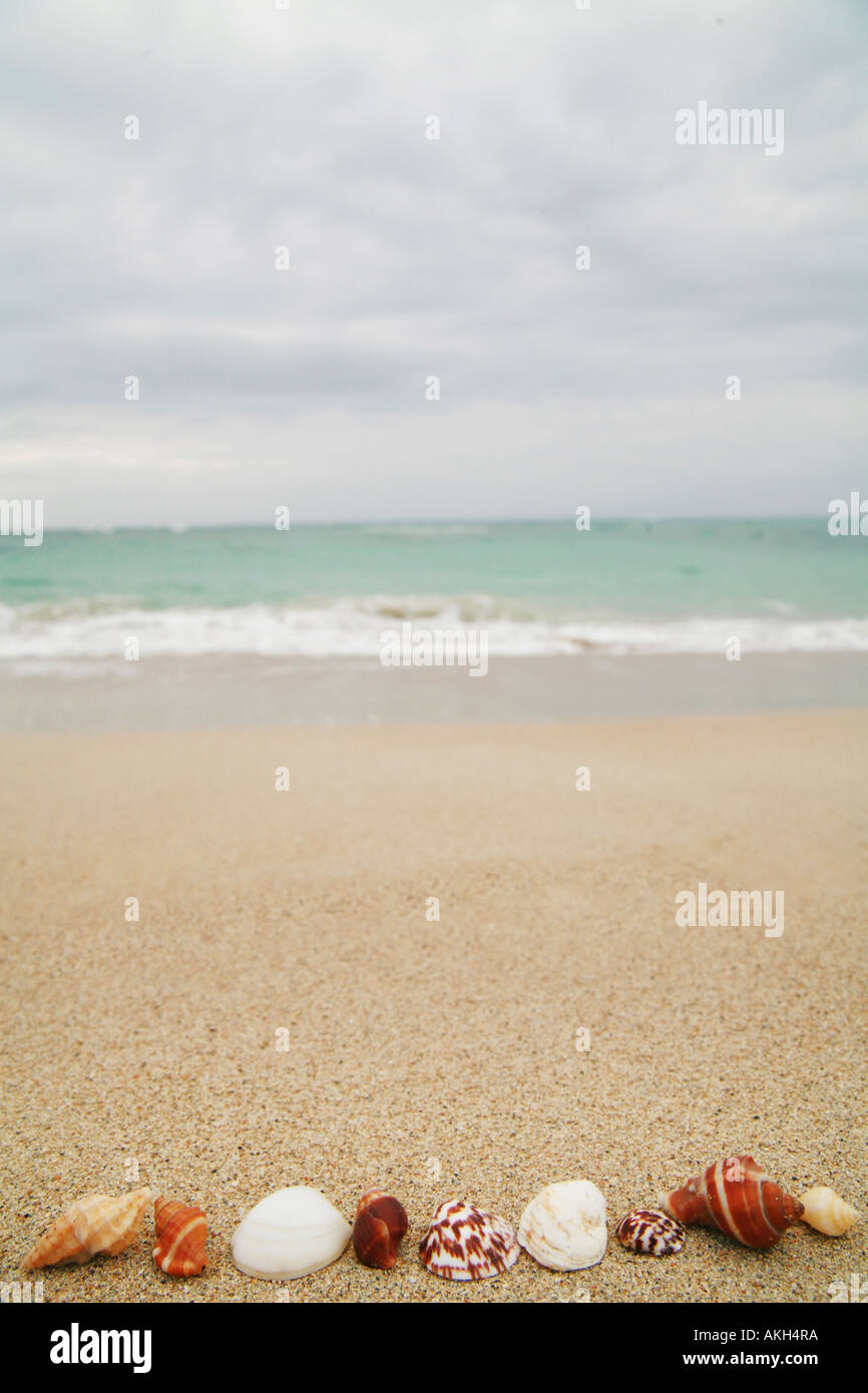 beautiful shells on very nice beach focus in on the shells shallow DOF ...