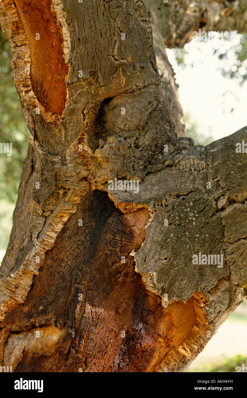 Cork-tree, Sardinia, Italy Stock Photo - Alamy