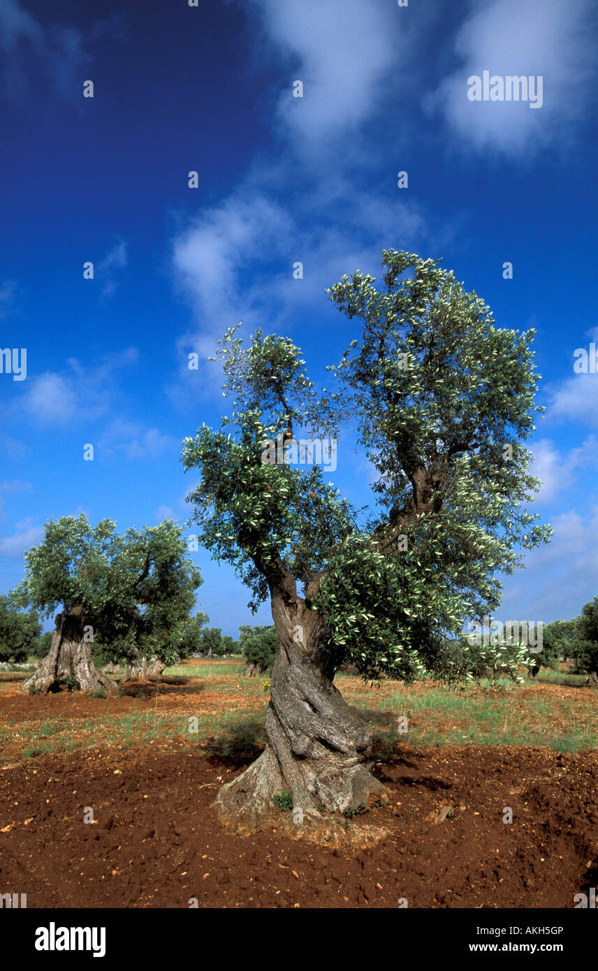 Age-old olive trees, Ostuni, Puglia, Italy Stock Photo - Alamy