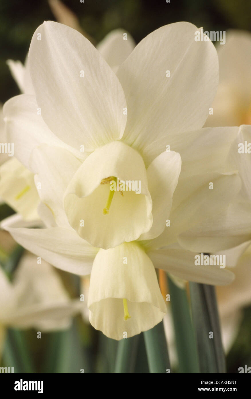 Multi headed bloom hi-res stock photography and images - Alamy