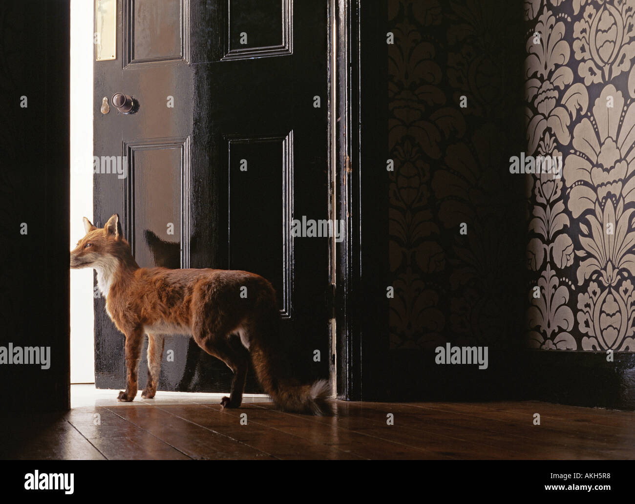 Fox door decor hi-res stock photography and images - Alamy