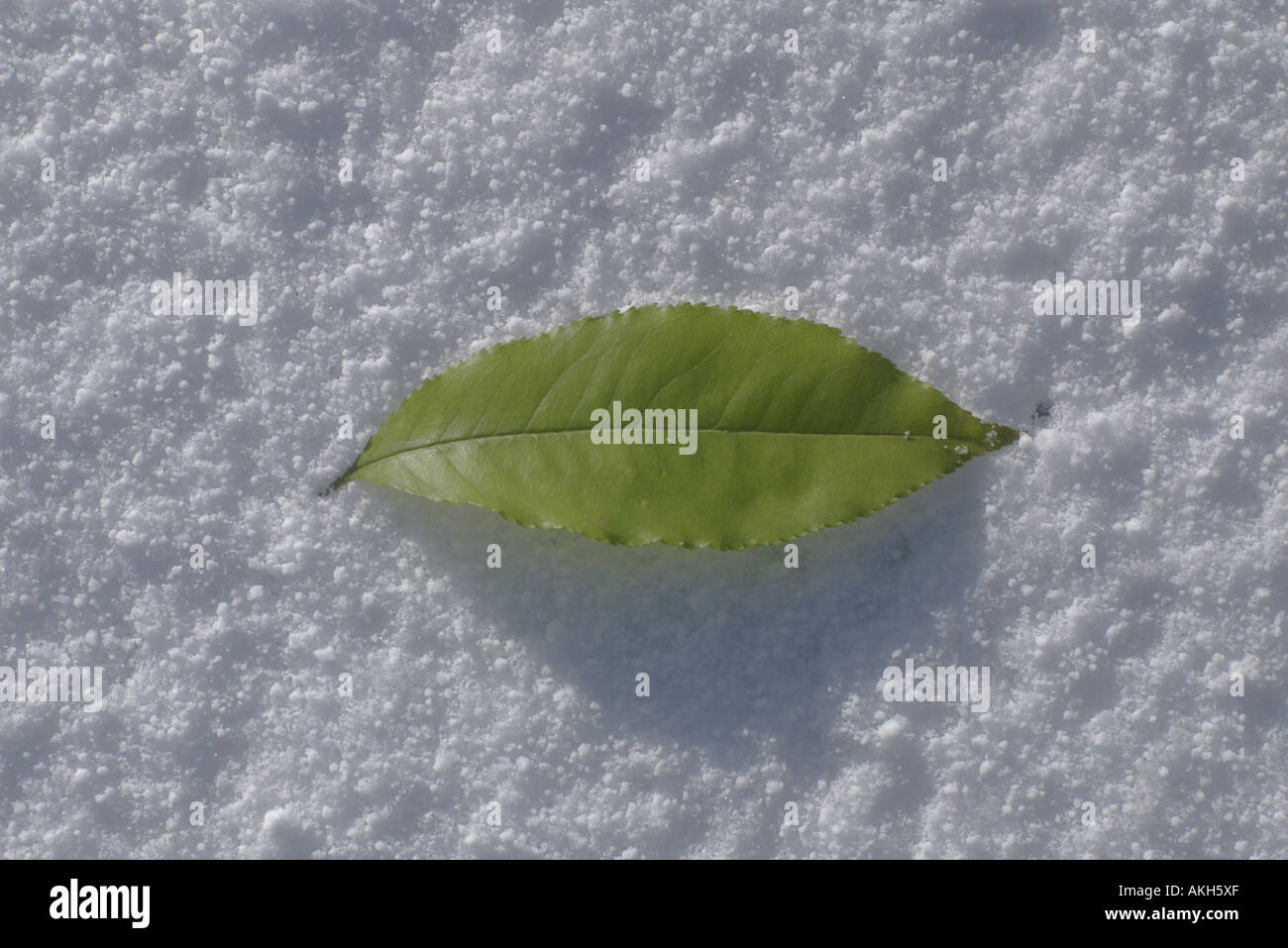 leaf in snow Stock Photo - Alamy