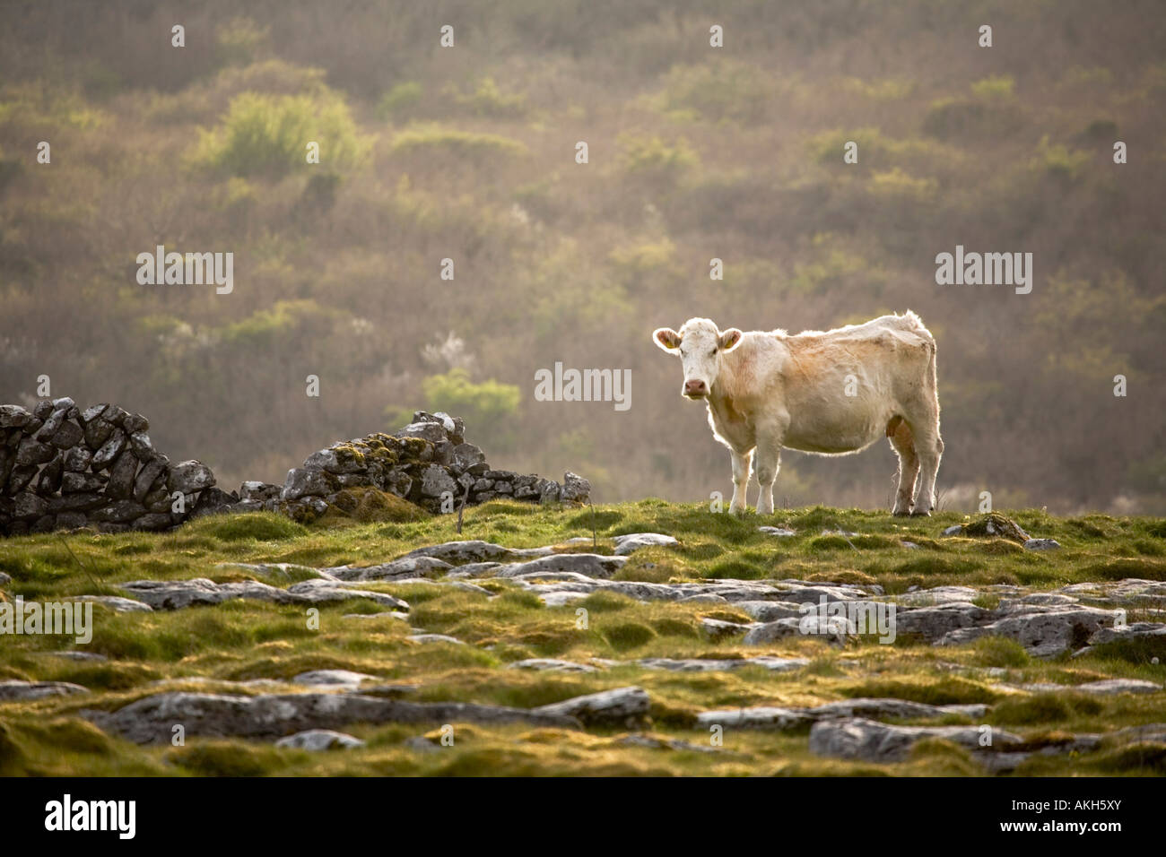 Ireland The Burren Stock Photo - Alamy