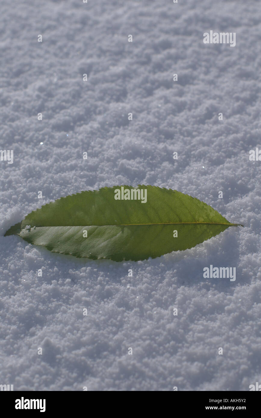 leaf in snow Stock Photo - Alamy