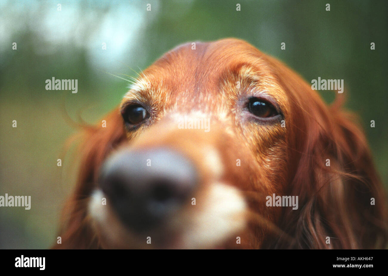 irish red setter close up Stock Photo - Alamy