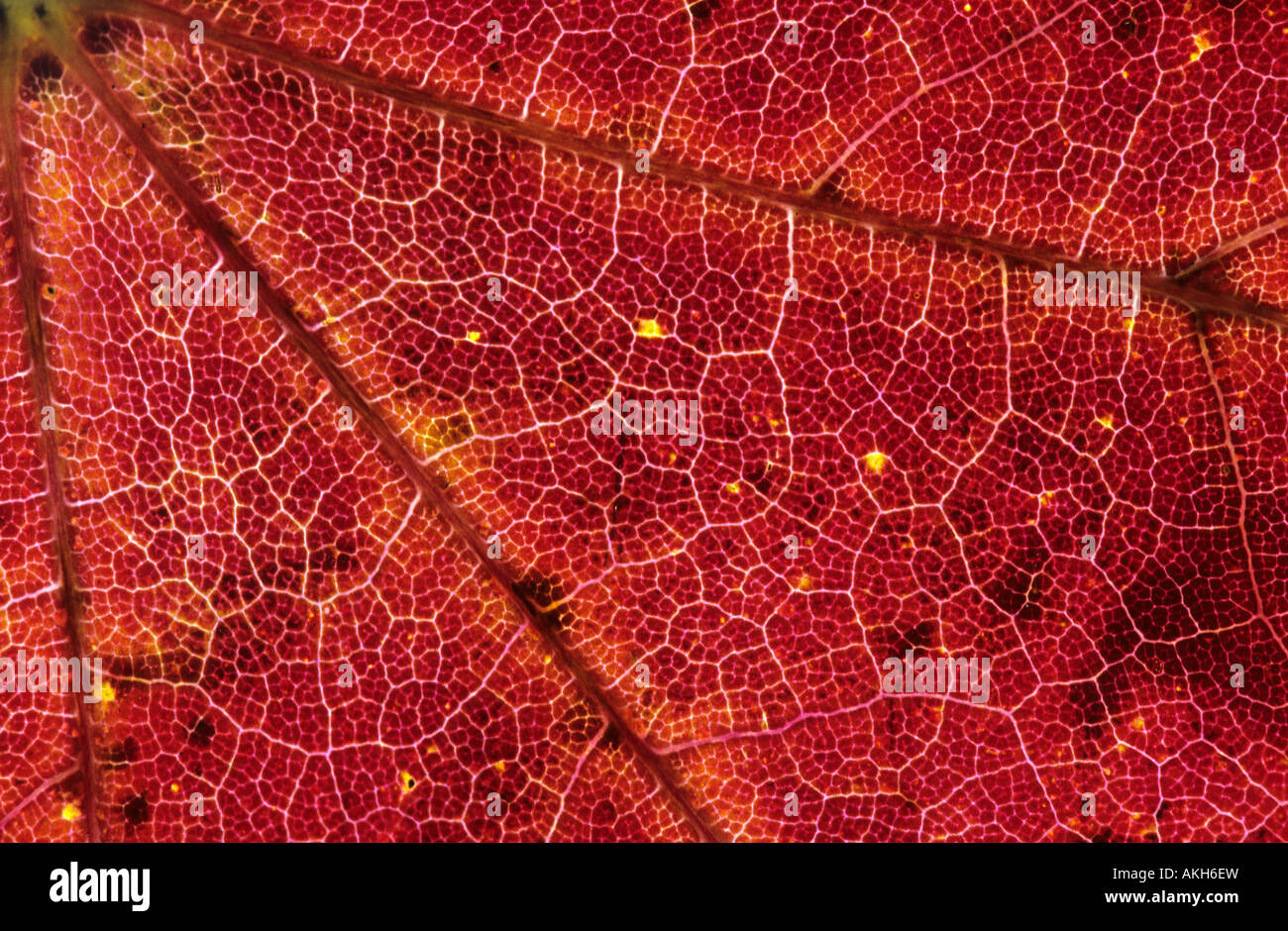 close up of a red maple leaf Stock Photo - Alamy