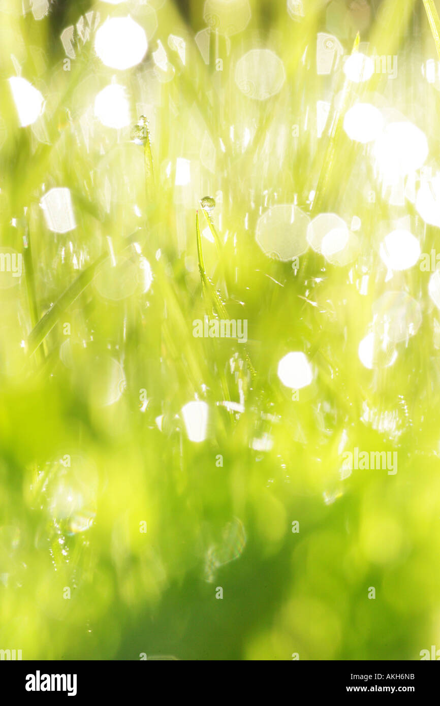 W gras hi-res stock photography and images - Alamy
