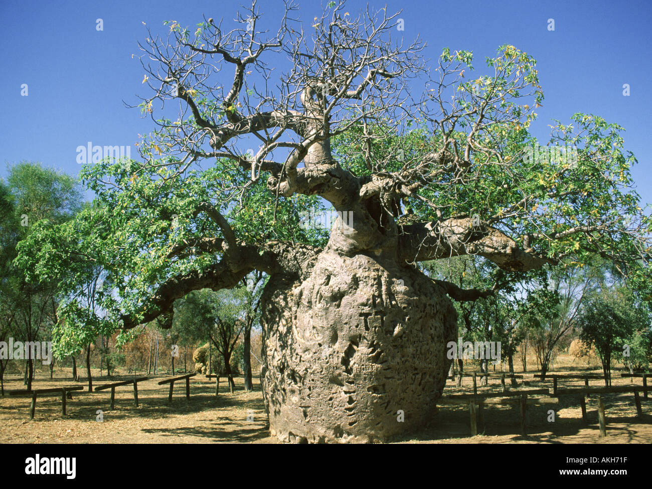 Prison boab tree Western Australia Australia Stock Photo - Alamy