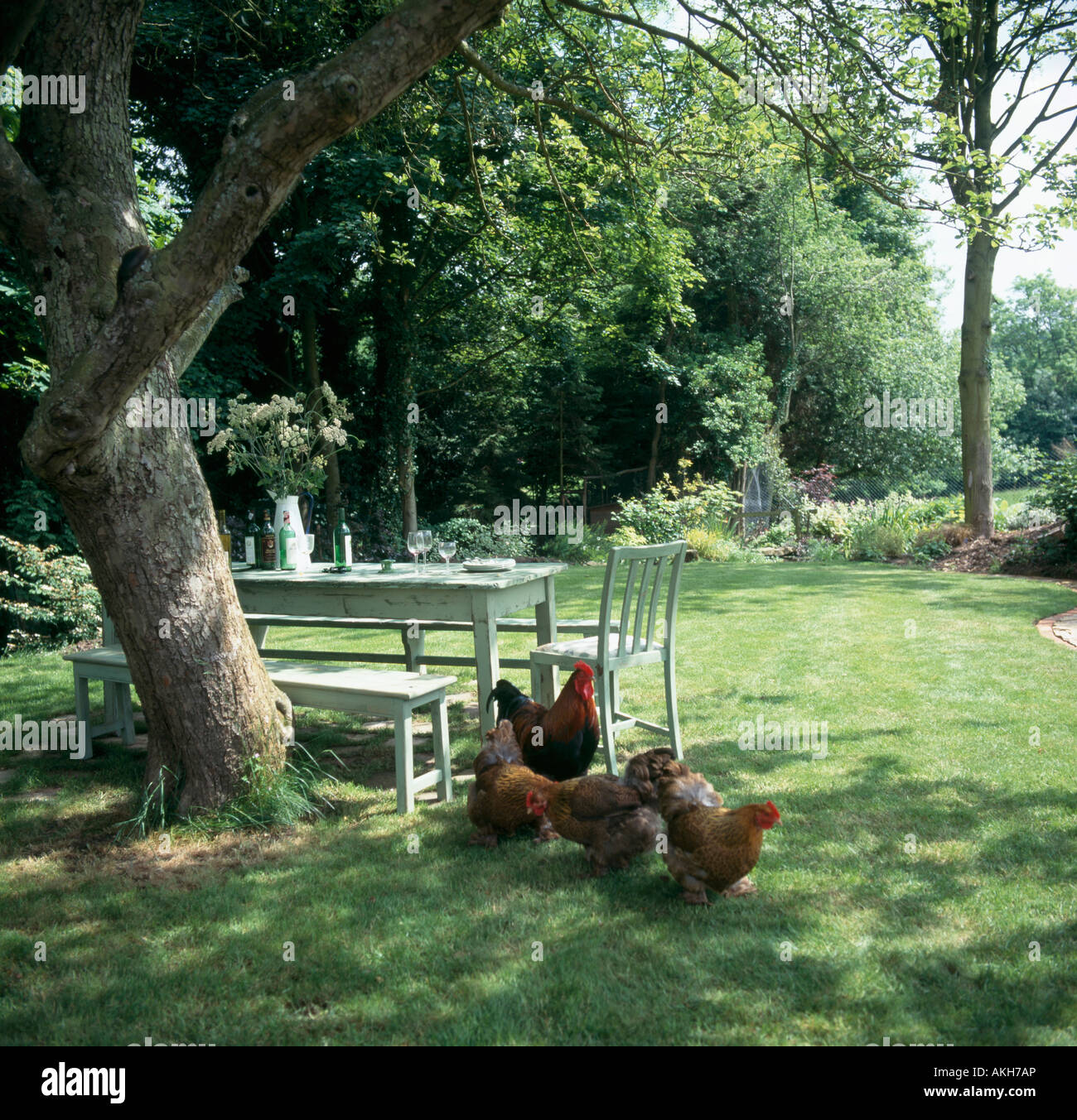 White table and chairs below tree on lawn with chickens and cockerel ...