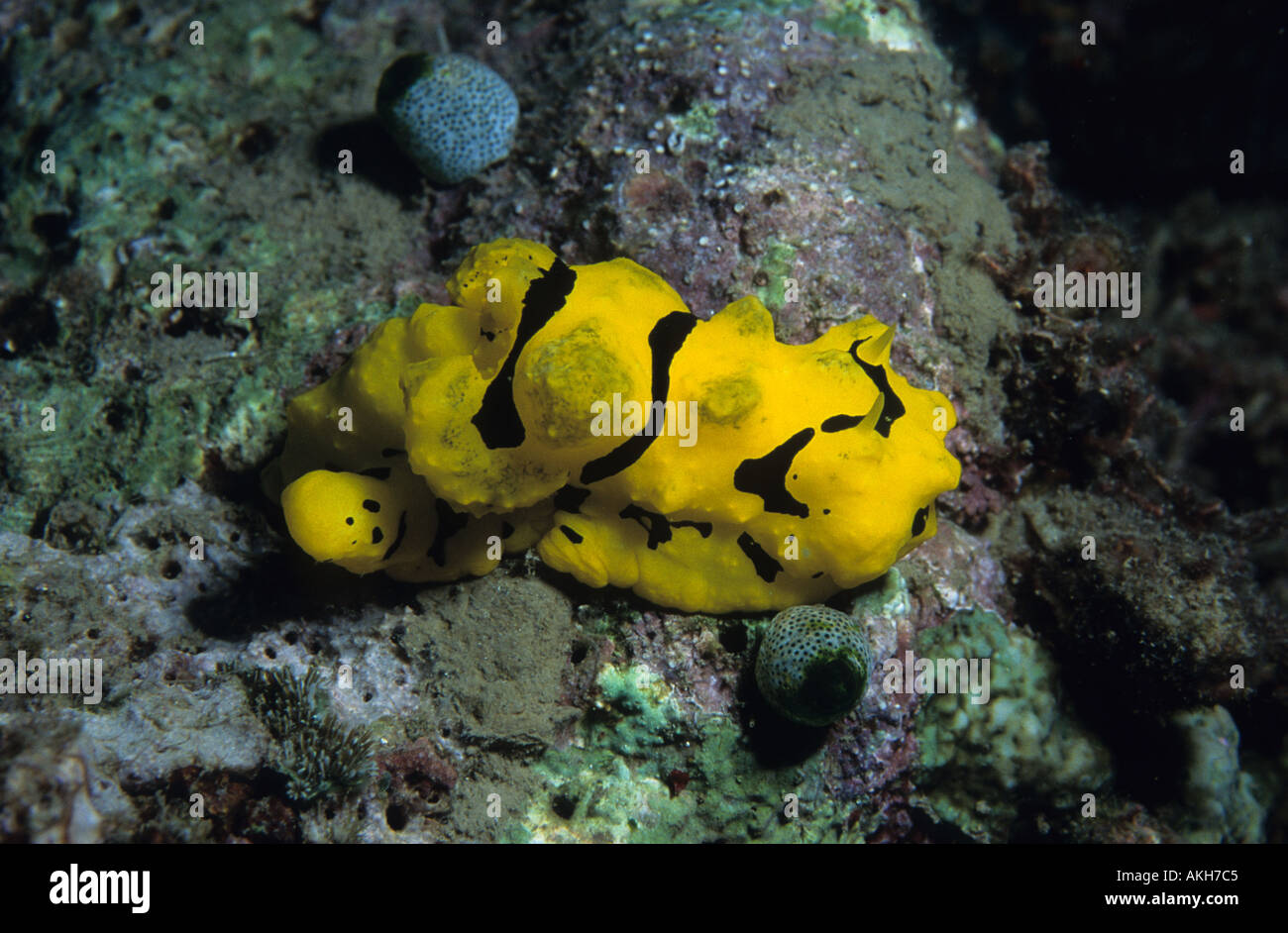 Large yellow and black nudibranch Notodoris minor north of Mike s Place ...