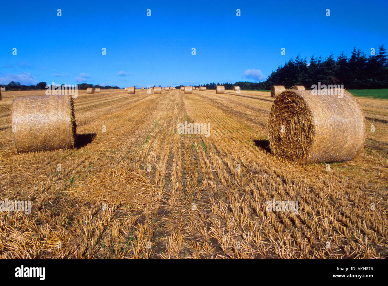 Hay Bales Angus Scotland Stock Photo - Alamy