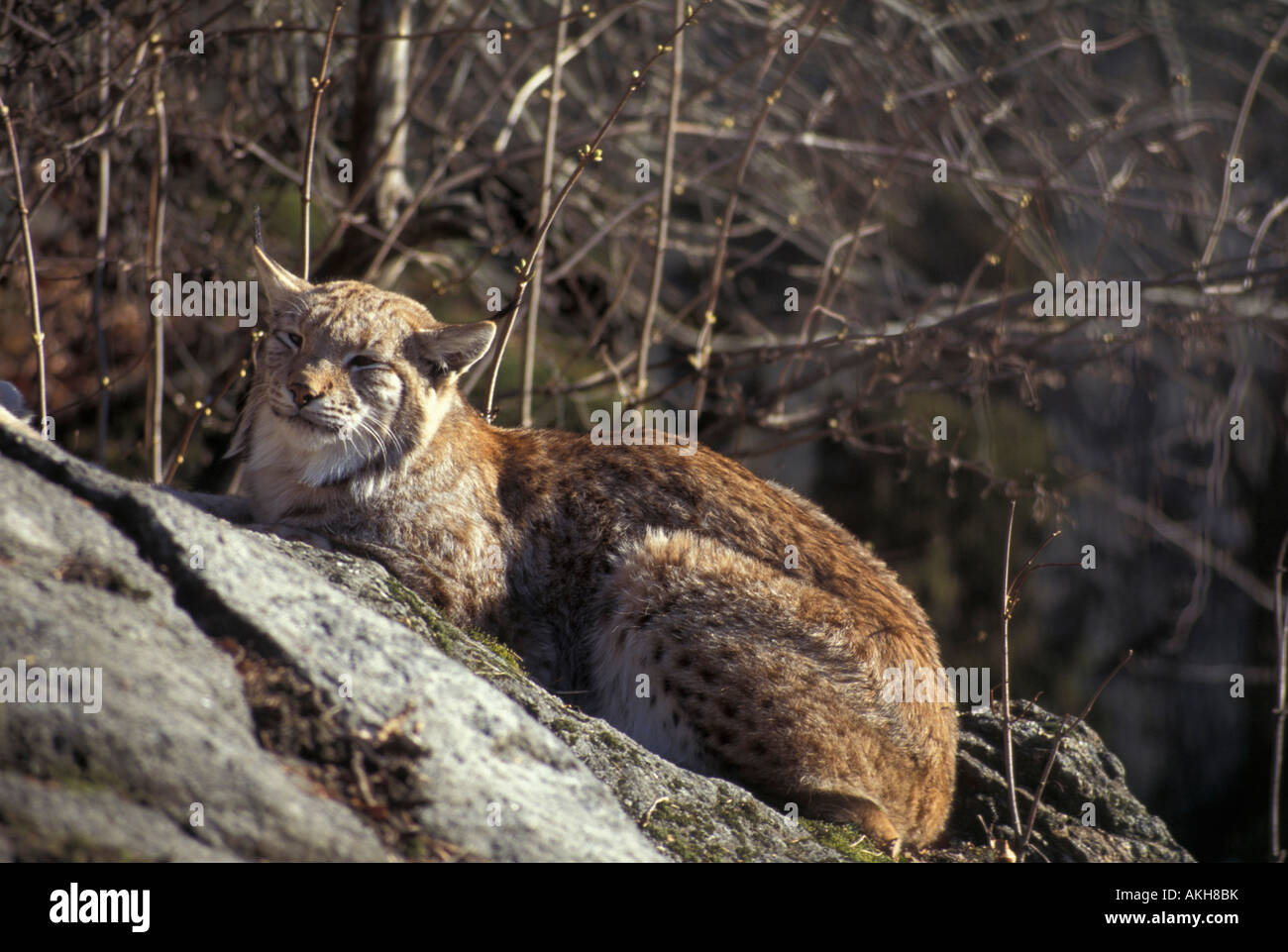 Lynx lying down hi-res stock photography and images - Alamy