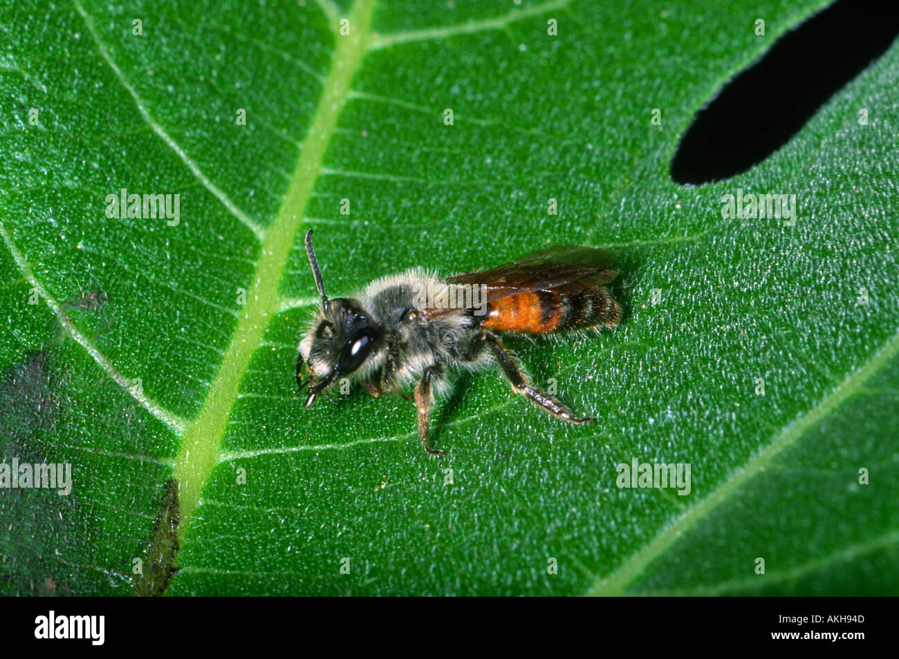Mining Bee, Andrena sp. On leaf Stock Photo - Alamy