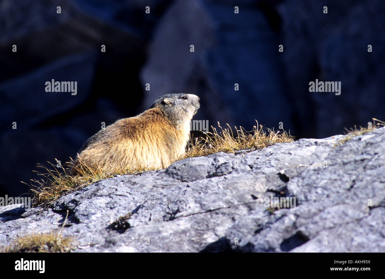 France, Savoie, Vanoise National Park, marmot Stock Photo - Alamy