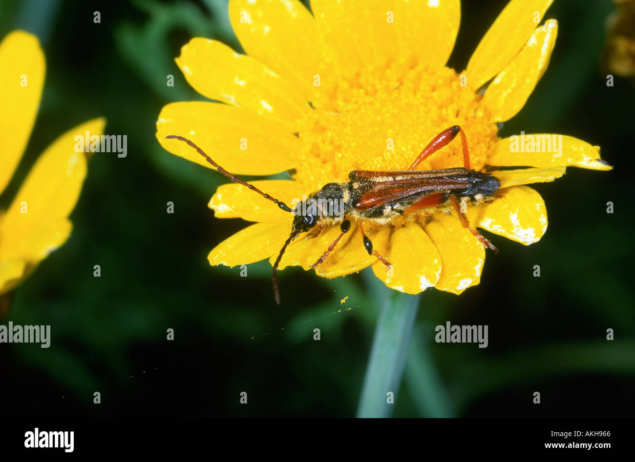 Longhorn Beetle, Family Cerambycidae. On yellow flower Stock Photo - Alamy