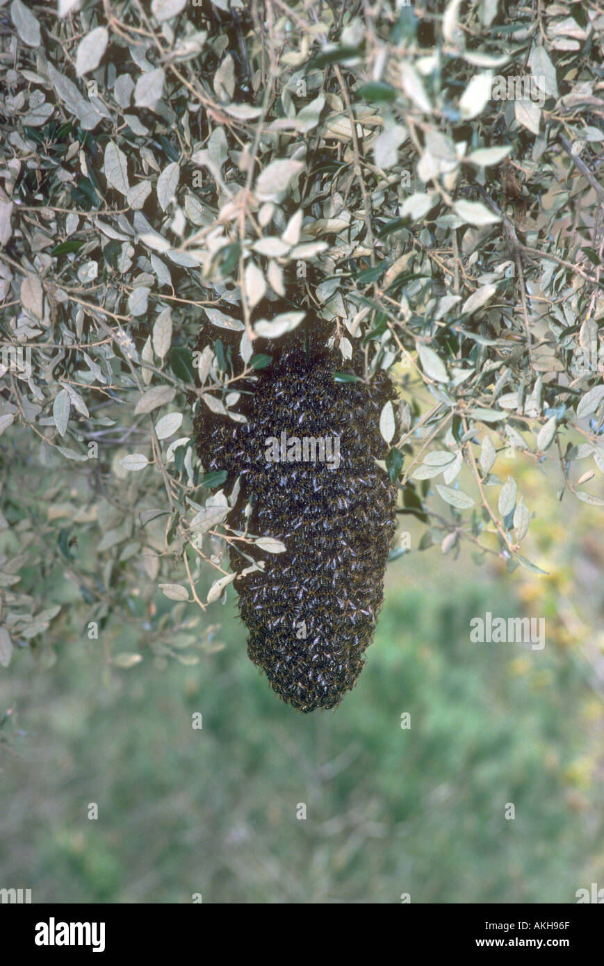 Bees on trees hi-res stock photography and images - Alamy