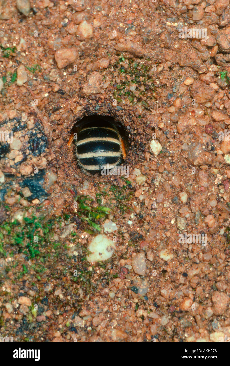 Bee, Halictus sp. Entering at its nest on ground Stock Photo - Alamy